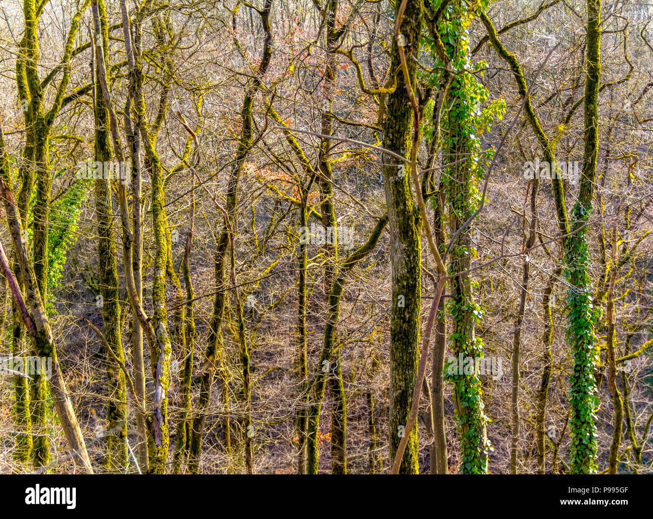 colorful forest detail with overgrown tree trunks at early spring time ...