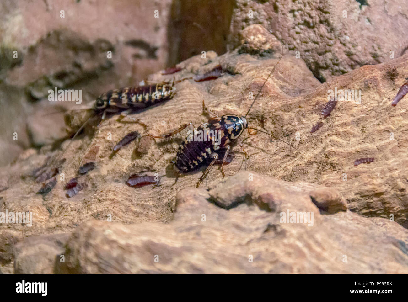 Harlequin cockroach neostylopyga rhombifolia hi-res stock photography and images - Alamy