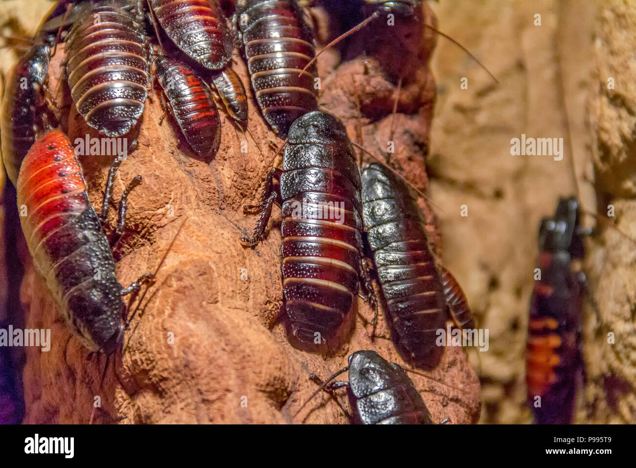Madagascar hissing cockroach group hi-res stock photography and images ...