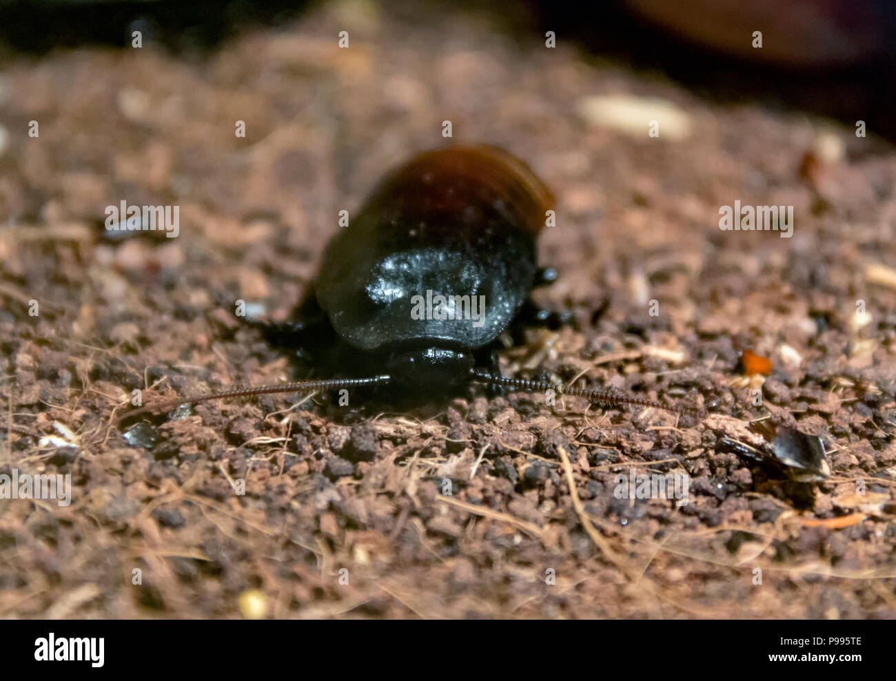 frontal shot of a Madagascar hissing cockroach in natural ambiance ...