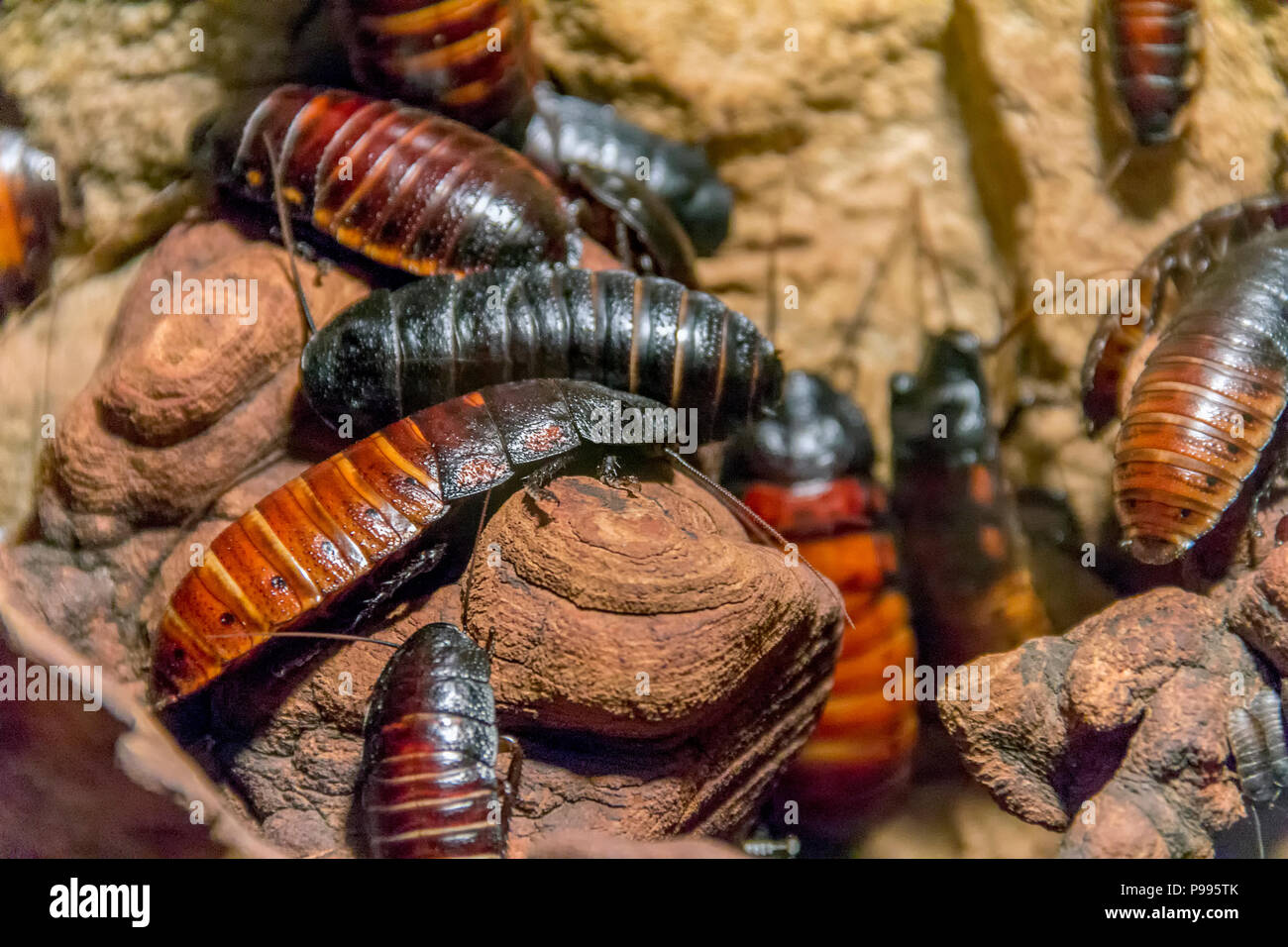 Madagascar hissing cockroach group hi-res stock photography and images ...