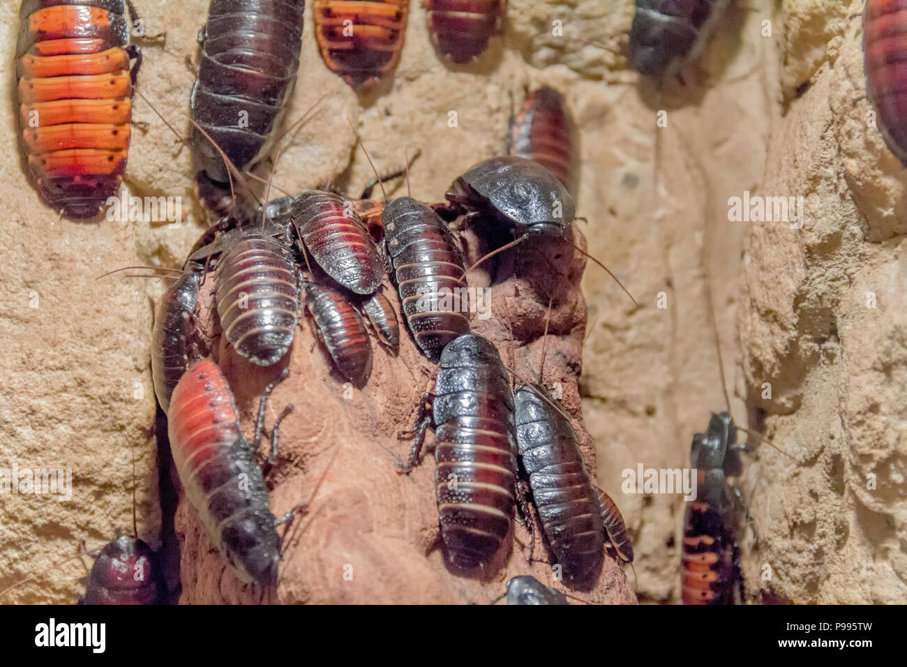 Hissing cockroaches hi-res stock photography and images - Alamy