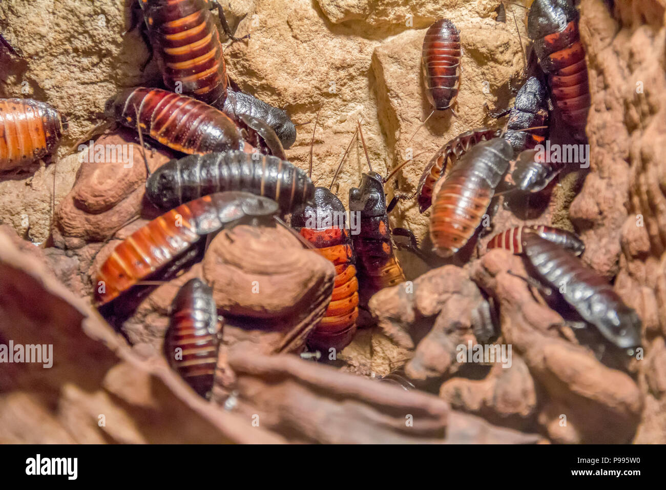 lots of Madagascar hissing cockroaches in natural ambiance Stock Photo ...