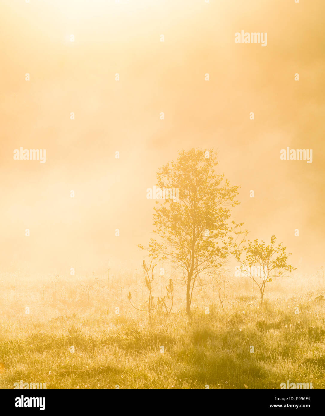 Mist photos hi-res stock photography and images - Alamy
