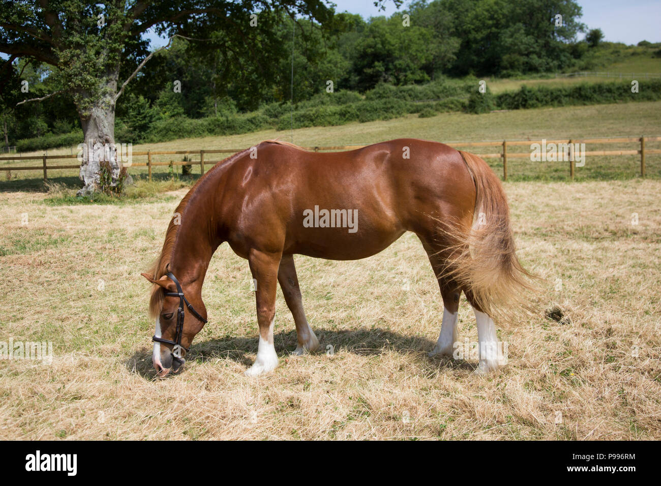 Bright Chestnut Horse