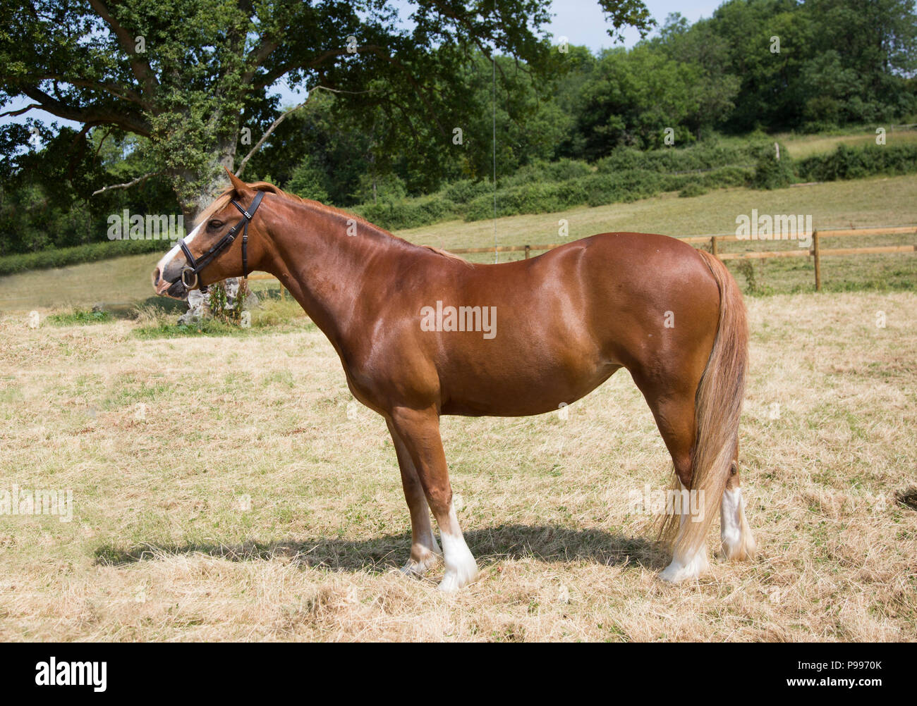 Chestnut horse standing in a field with a fence around and trees in the ...