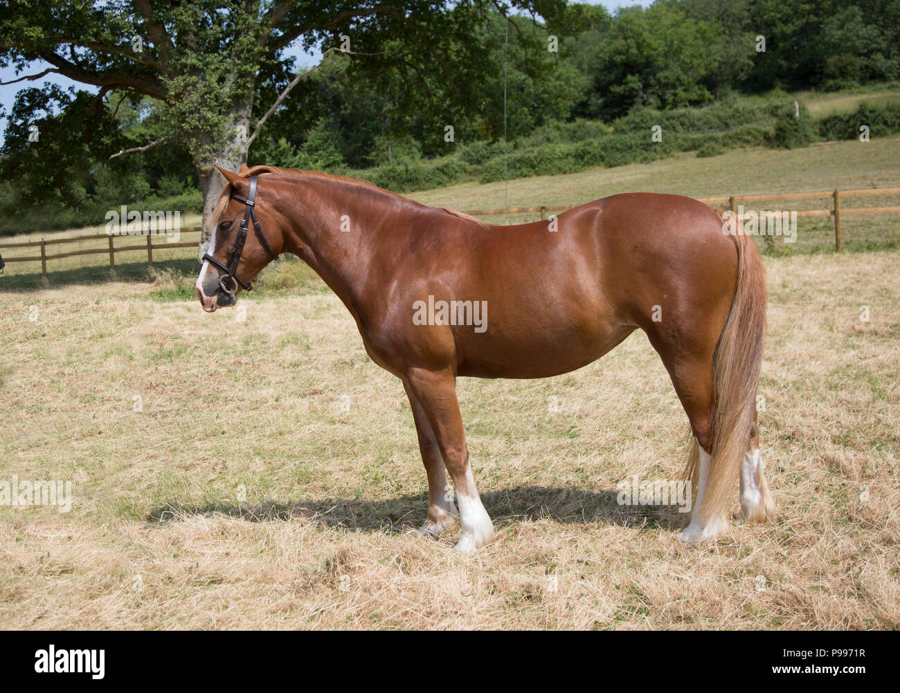 Bright Chestnut Horse
