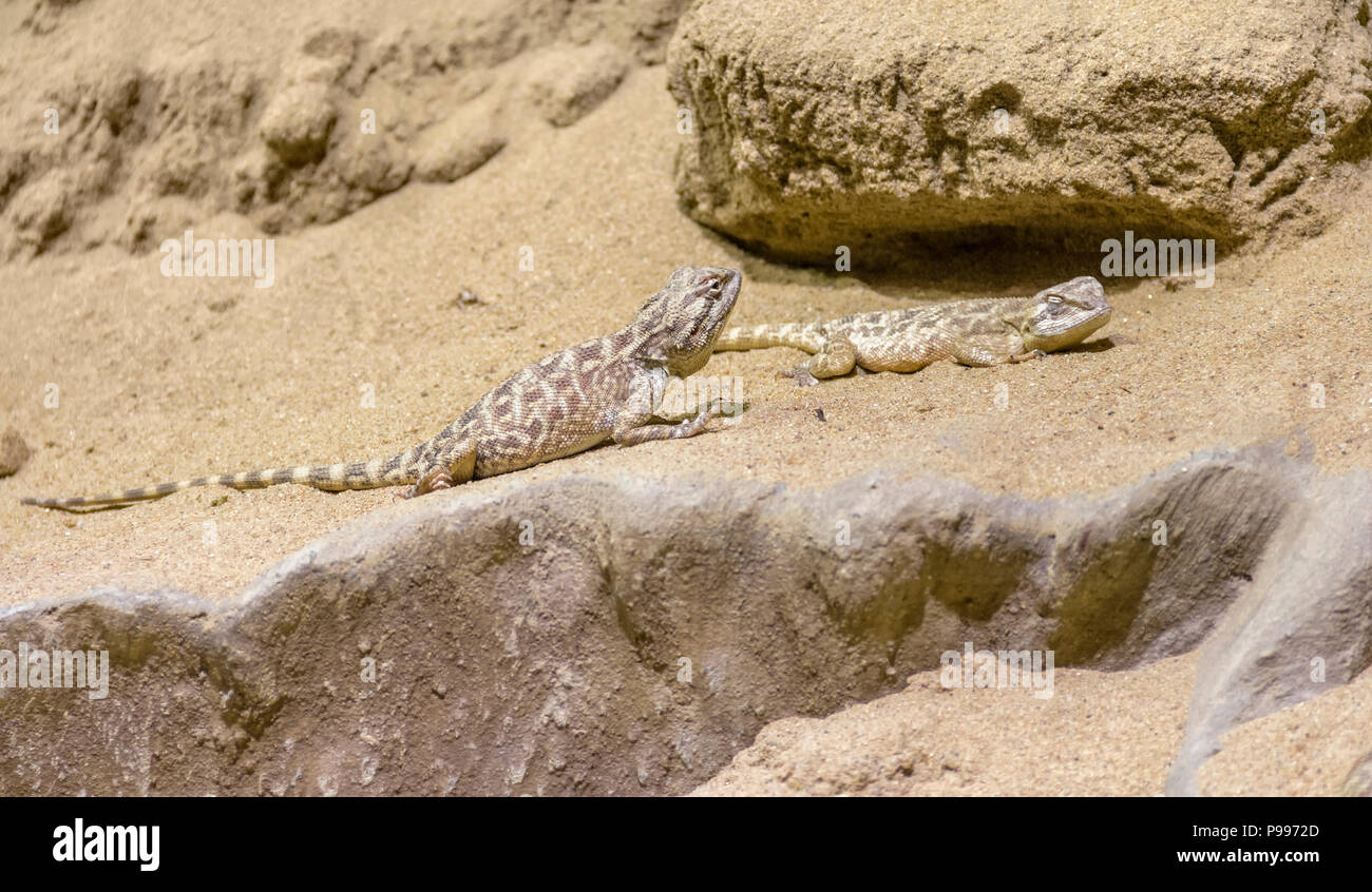 some lizards in sandy and stony desert ambiance Stock Photo - Alamy