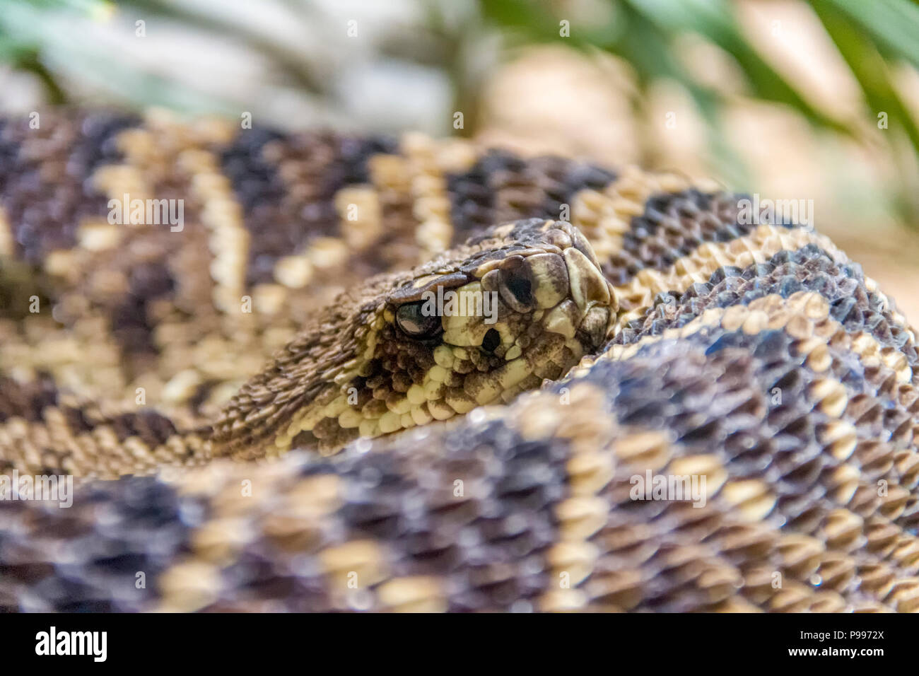 closeup shot of a Eastern diamondback rattlesnake Stock Photo - Alamy