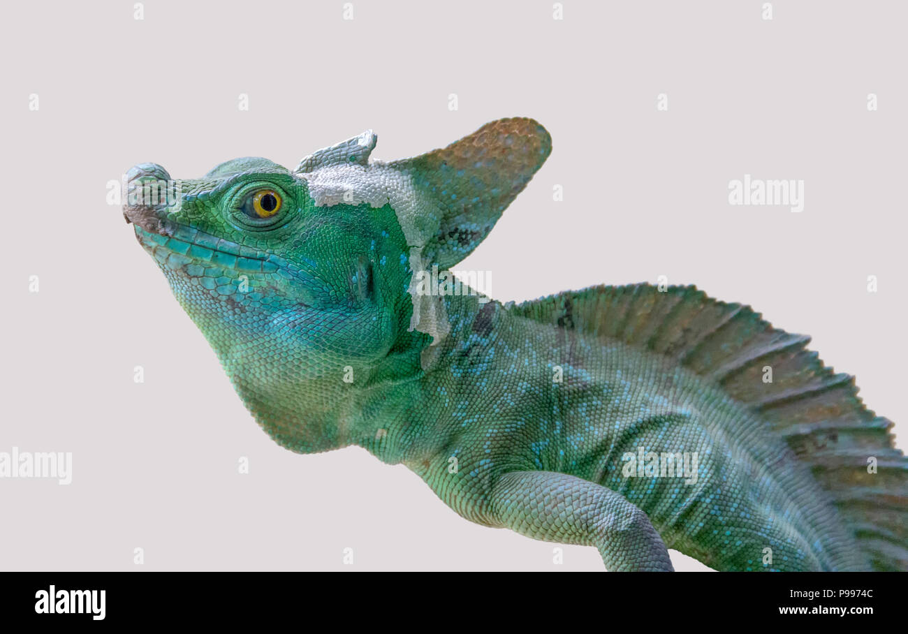 Green basilisk lizard or double crested basilisk lizard basiliscus ...