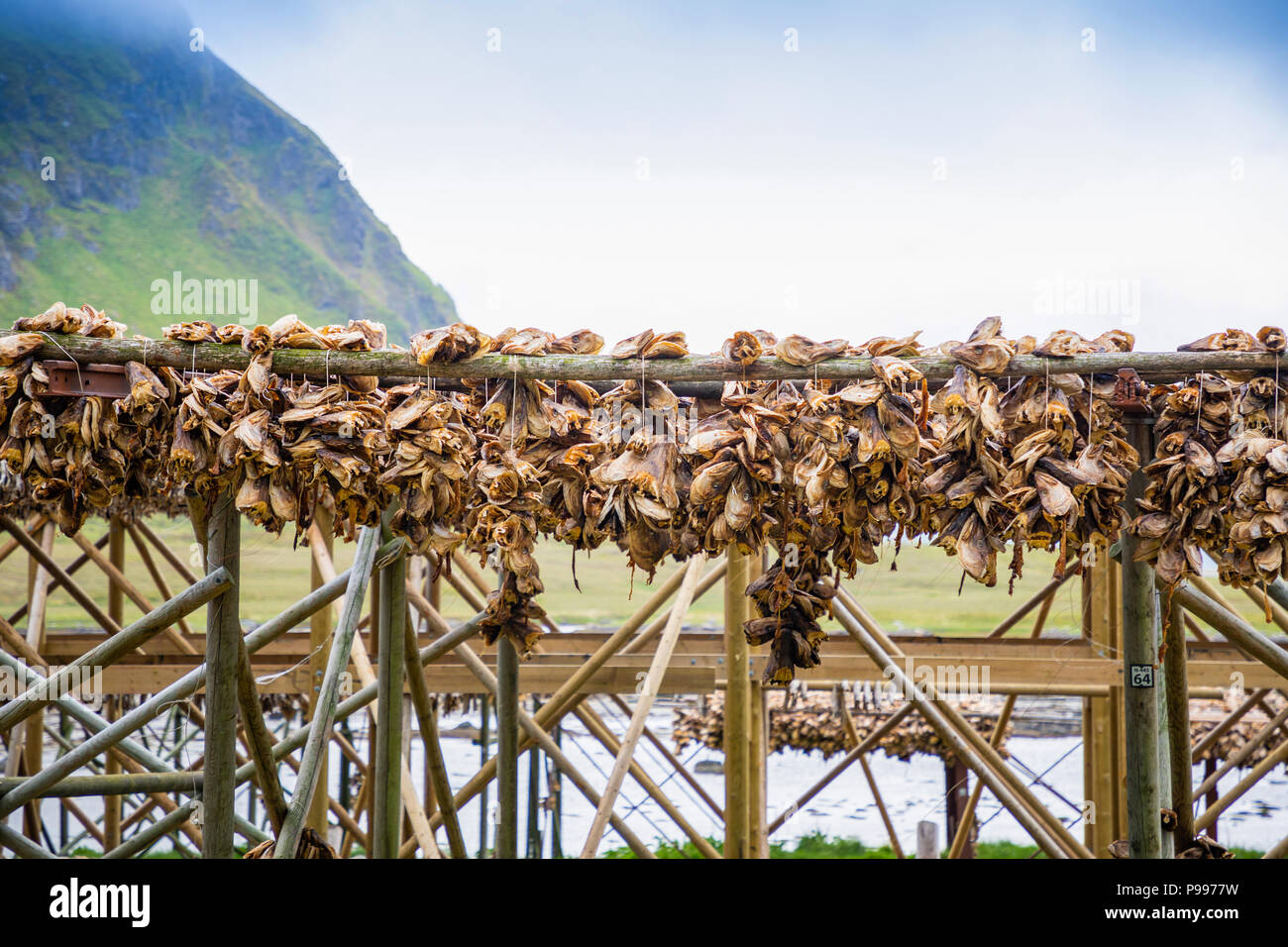 Dried head of cod fish in Lofoten, Norway Stock Photo - Alamy