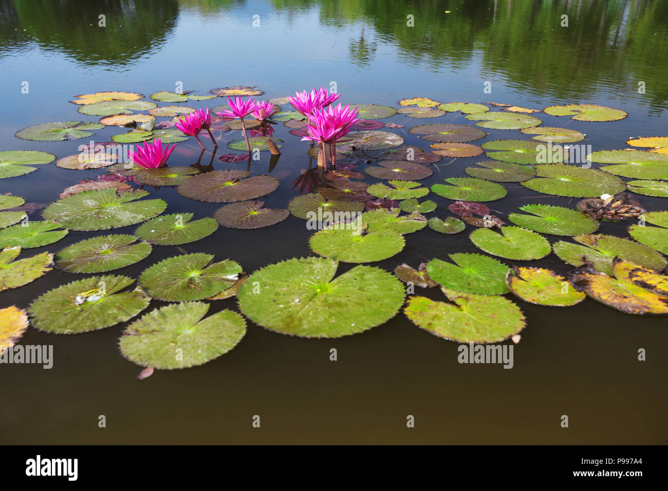 View from above, lotuses on water surface of a pond Stock Photo - Alamy