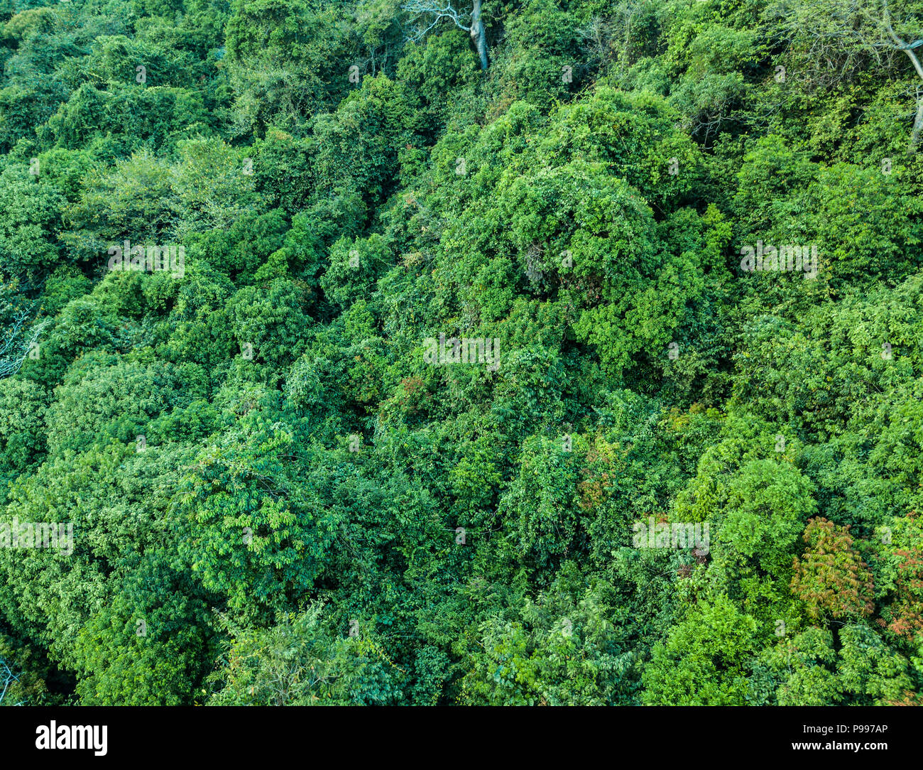 Healthy green trees in a forest of old spruce, fir and pine trees in ...