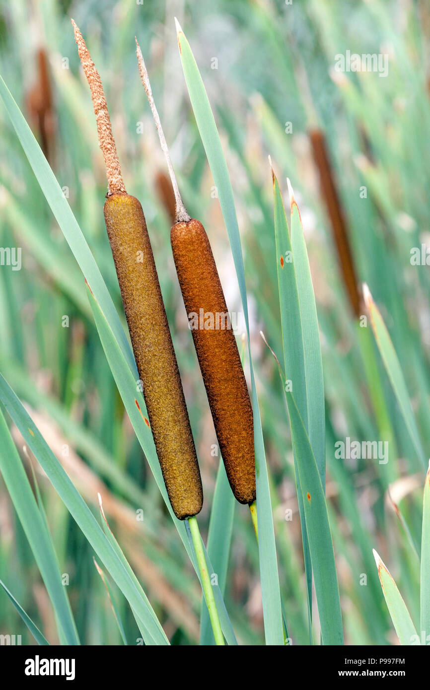 Bulrush Flower High Resolution Stock Photography and Images - Alamy