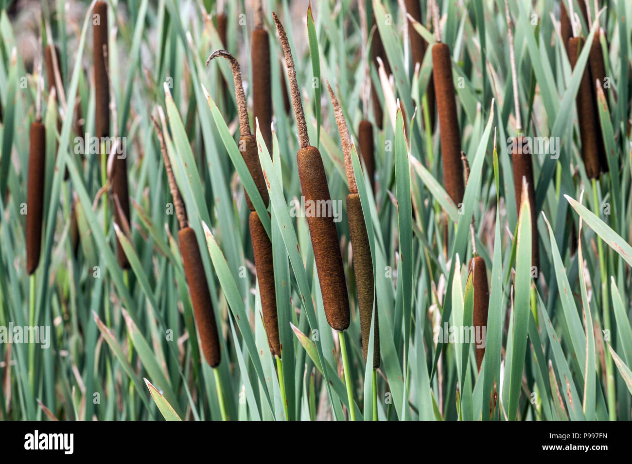 Bulrush flower hi-res stock photography and images - Alamy