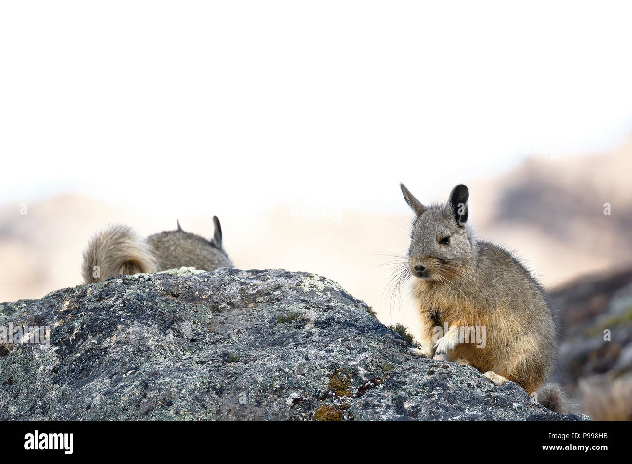 Vizcacha hi-res stock photography and images - Alamy