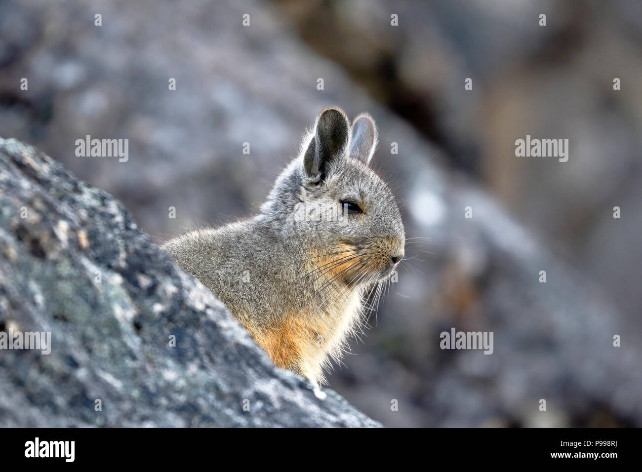 Vizcacha peruana (Lagidium Peruanum Stock Photo - Alamy