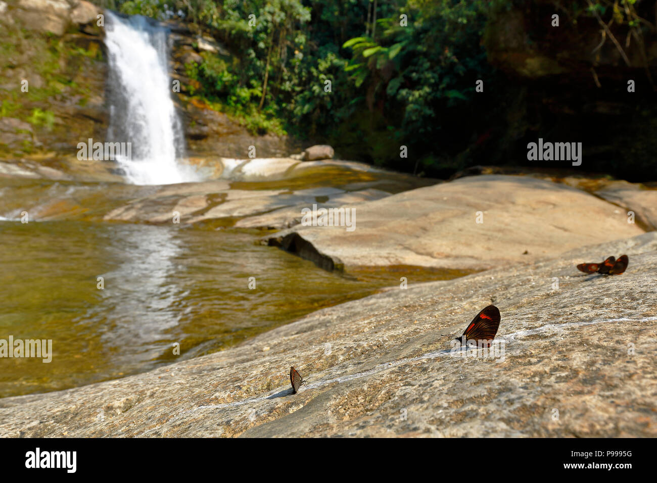 Jungle butterflies in their natural environment Stock Photo - Alamy