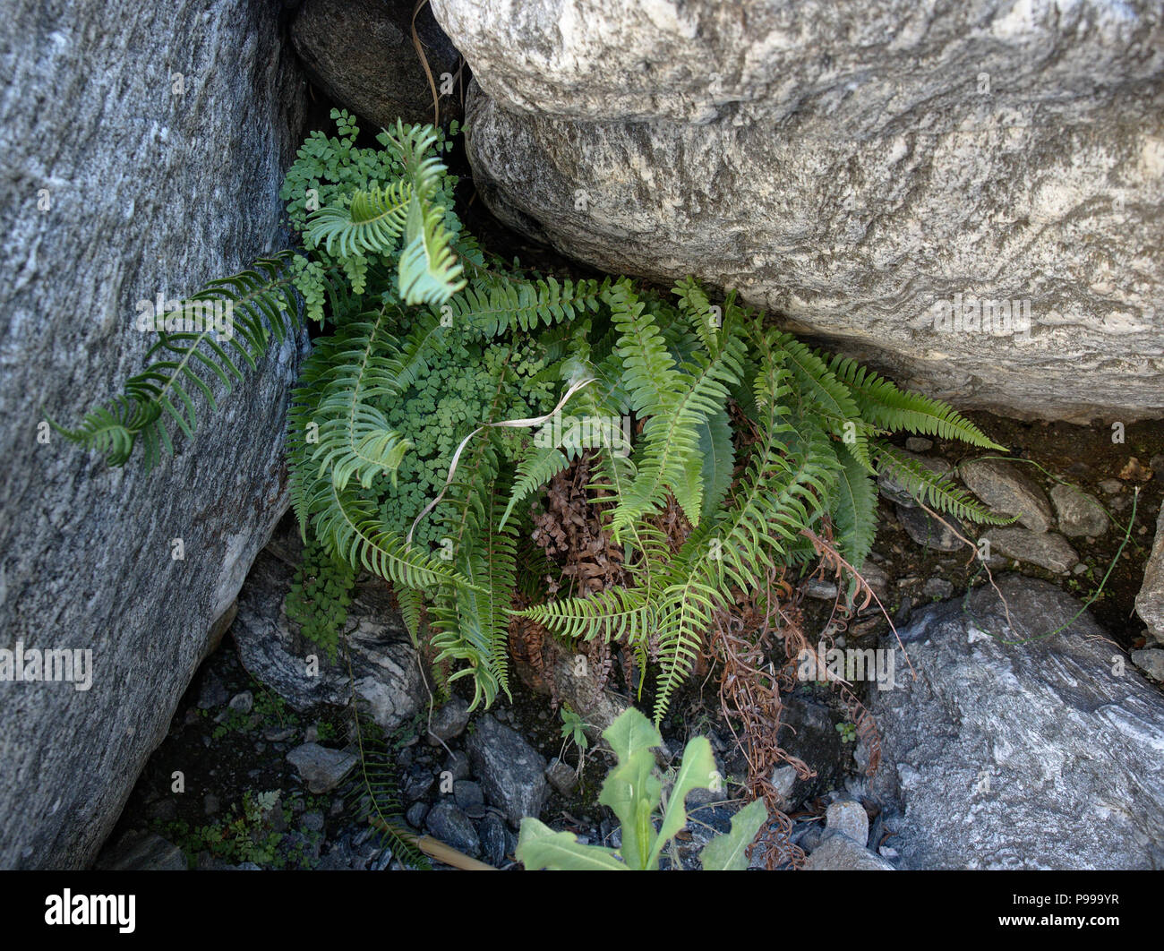 Ferns grow between rocks at the nature reserve Reserva Florofaunistica ...