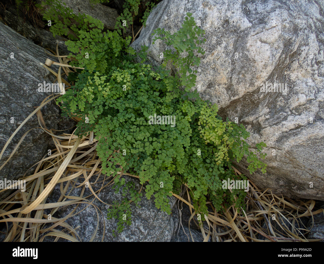 Ferns grow between rocks at the nature reserve Reserva Florofaunistica ...