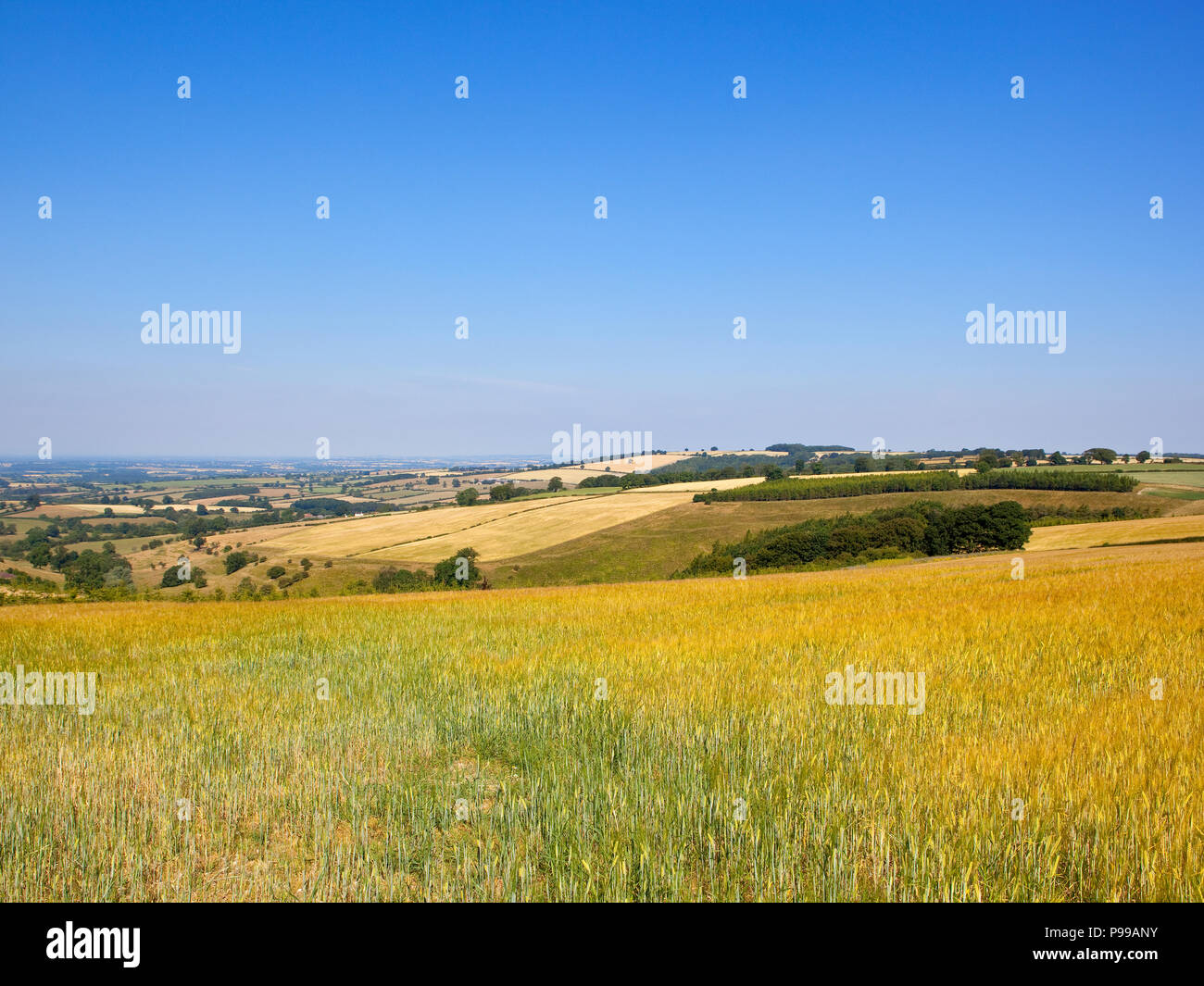 a beautiful view of the Vale of York from an upland wheat field on a ...