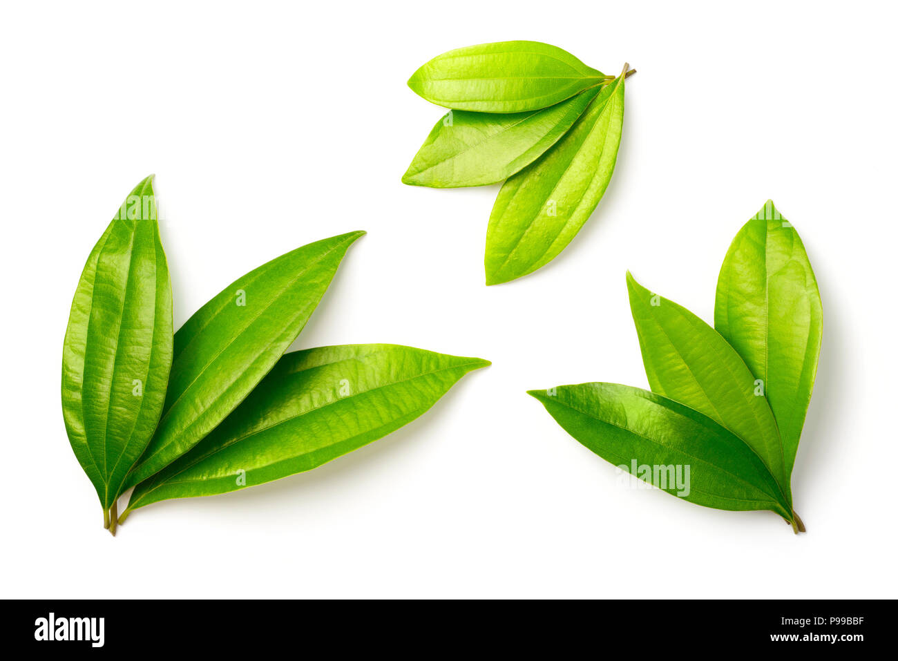 fresh cinnamon leaves isolated on white background Stock Photo - Alamy