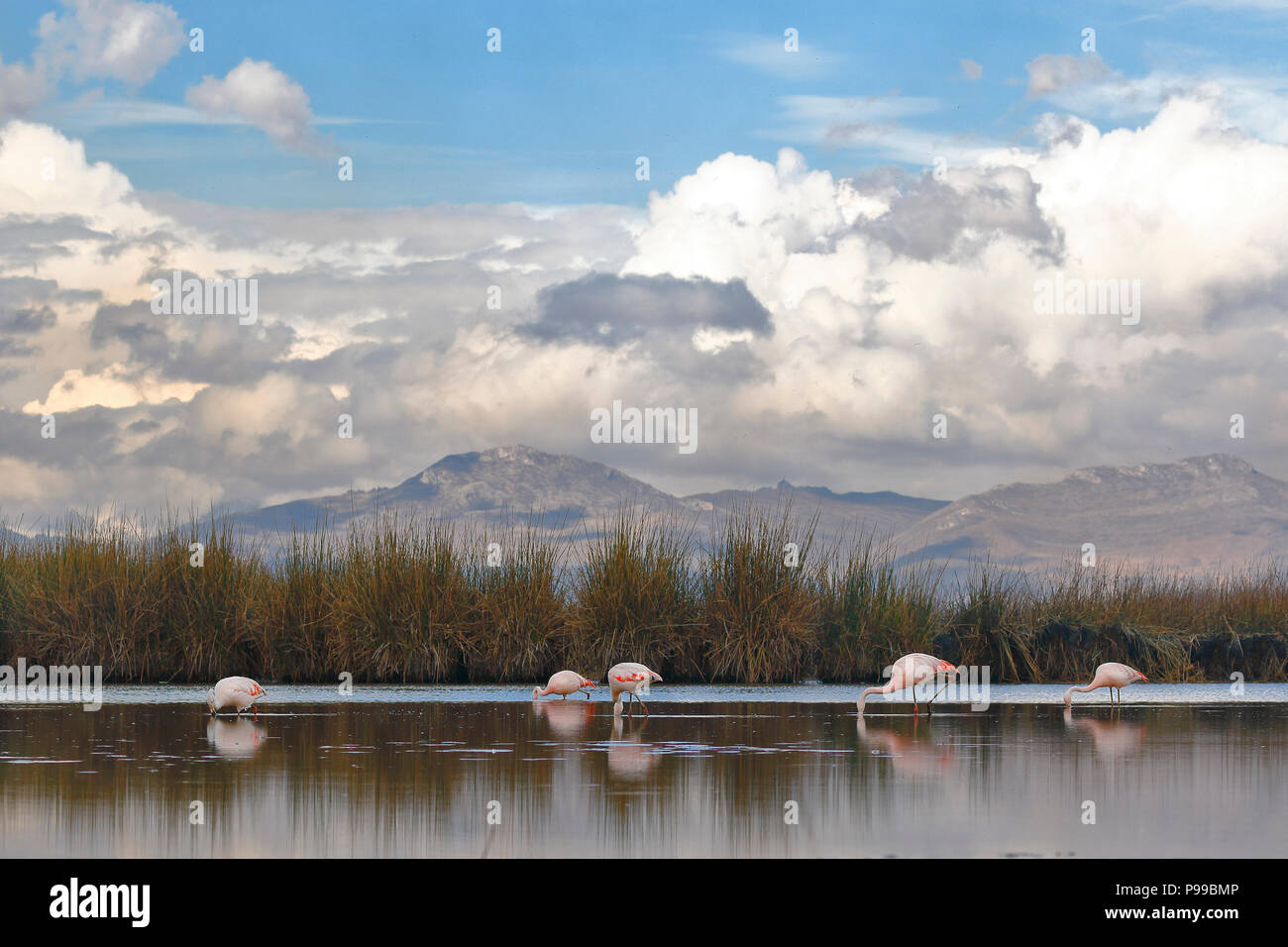 flamingos (Phoenicopterus chilensis) in their habitat on the shores of ...