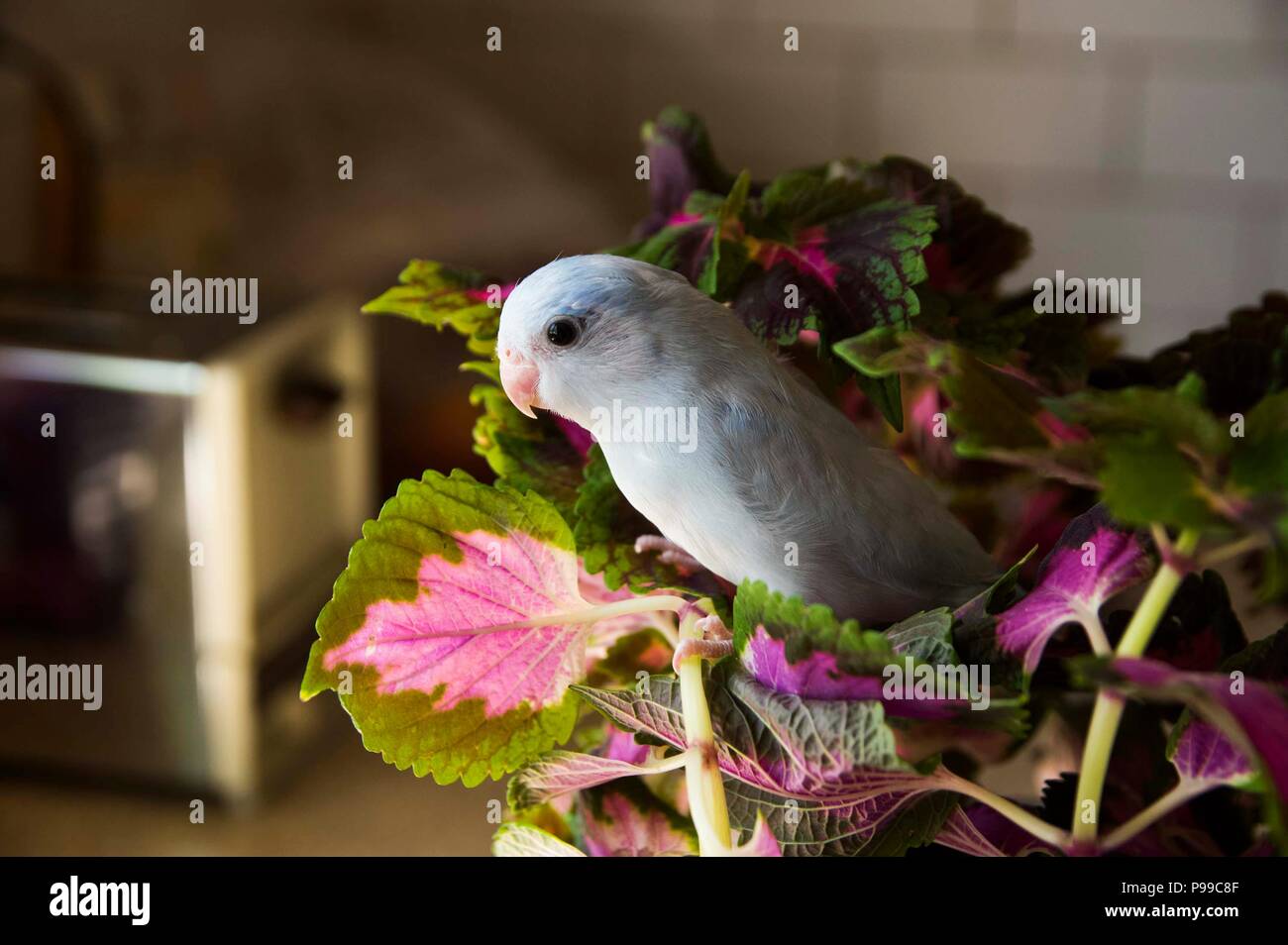 Pastel blue parrotlet hi-res stock photography and images - Alamy