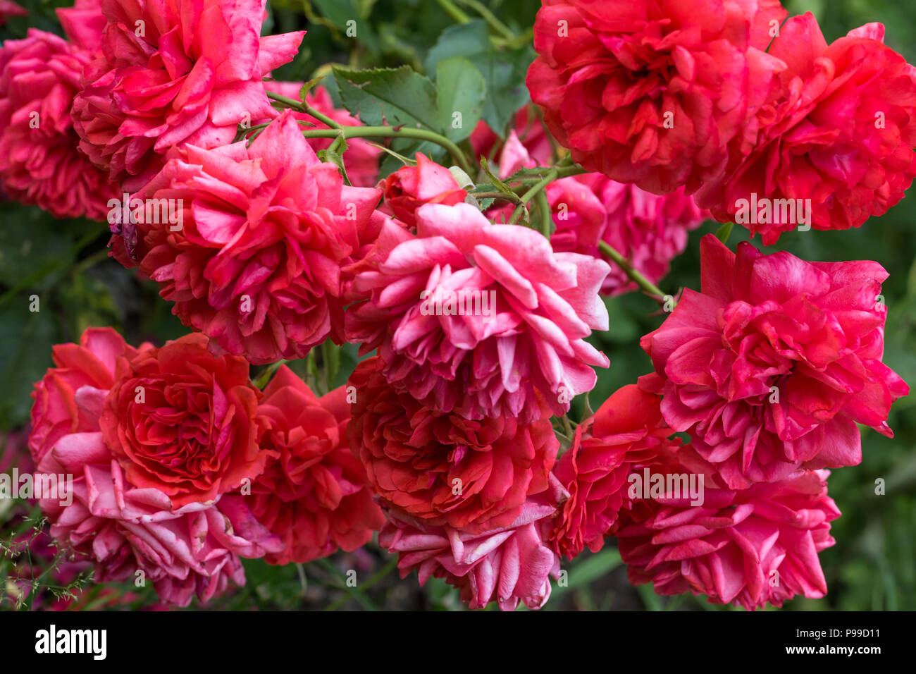 Beautiful pink rose in a garden Stock Photo - Alamy