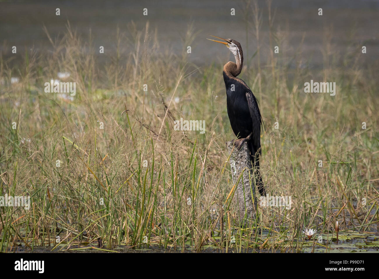 Oriental darter or Indian darter (Anhinga melanogaster) a water bird of ...