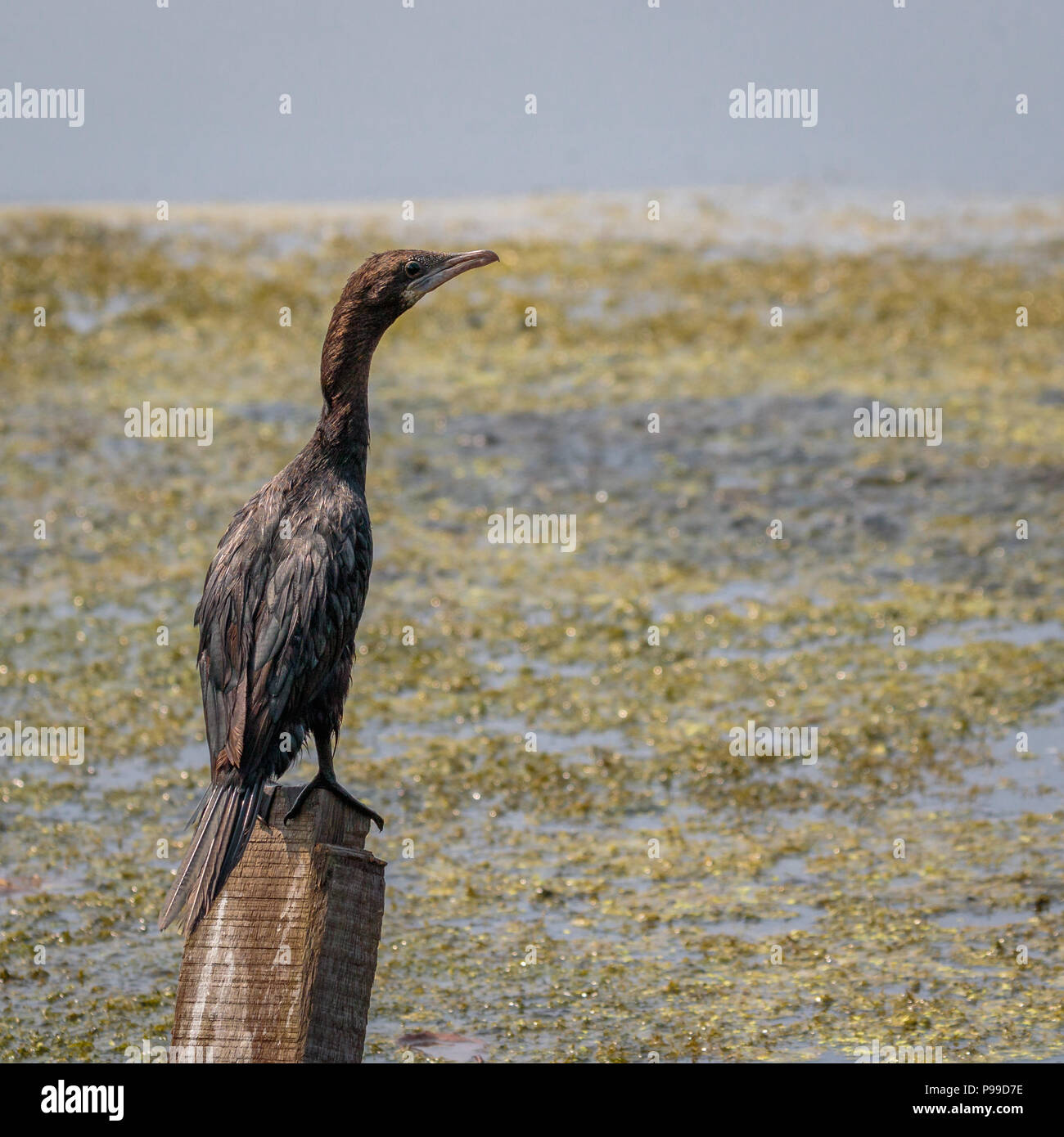 The little cormorant (Microcarbo niger) seen in Kerela India Stock ...
