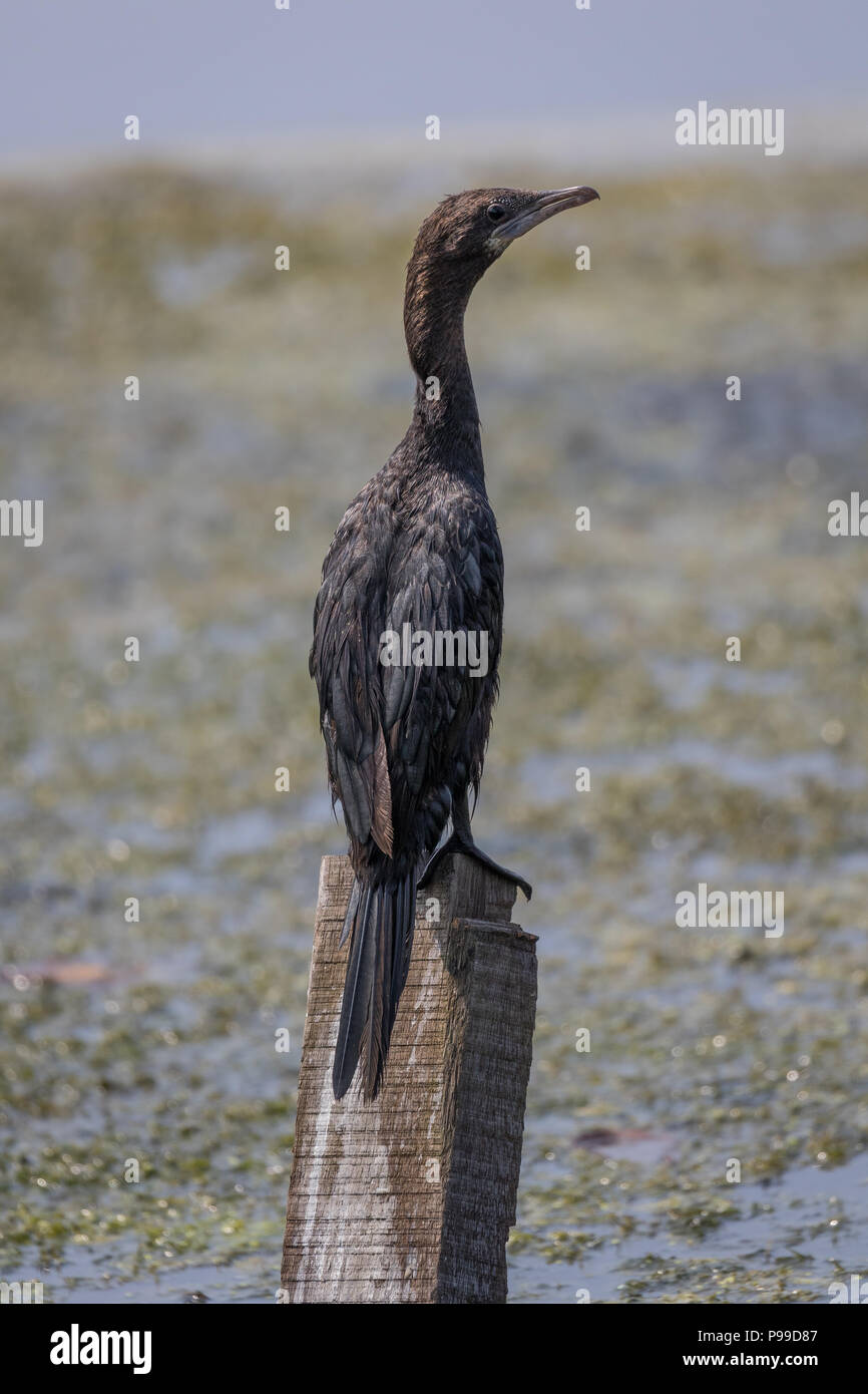 The little cormorant (Microcarbo niger) seen in Kerela India Stock ...