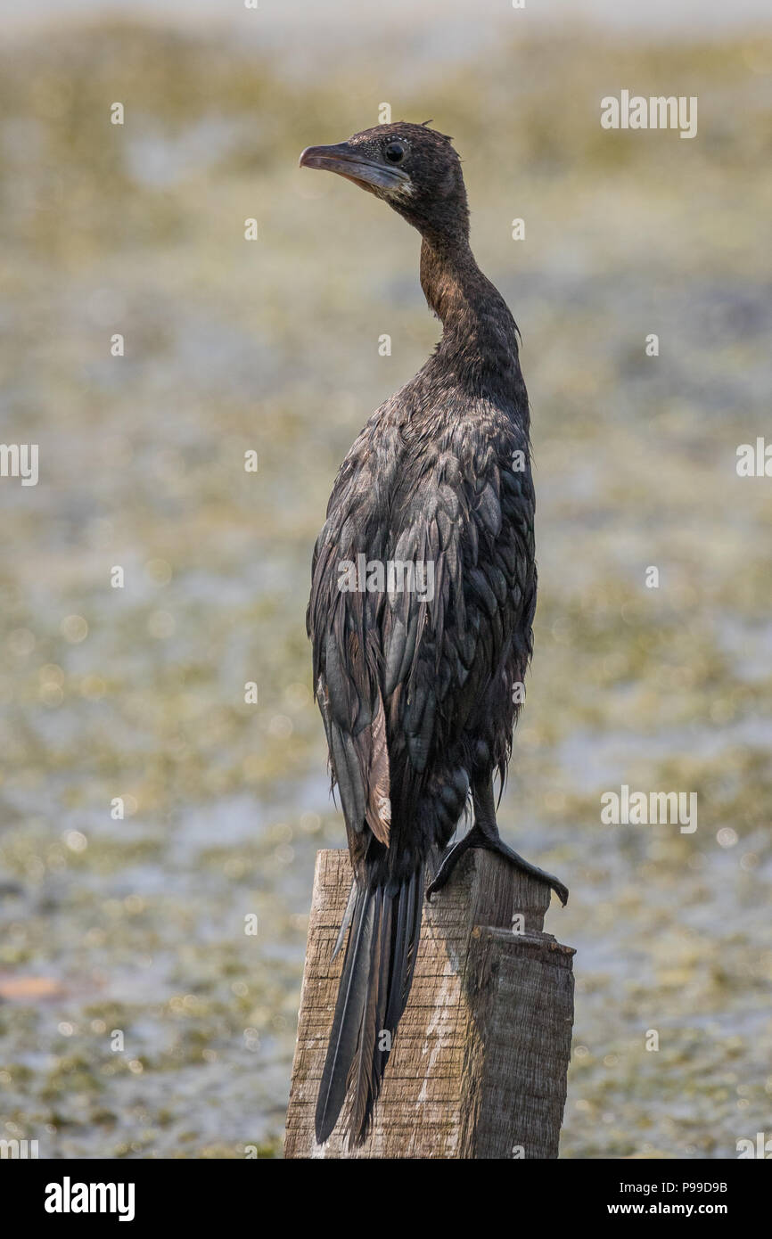 The little cormorant (Microcarbo niger) seen in Kerela India Stock ...