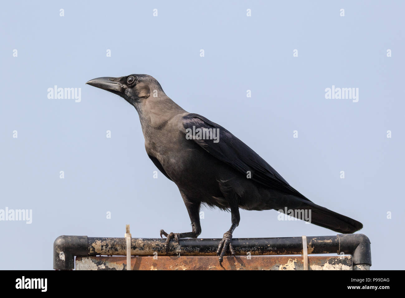 The house crow (Corvus splendens), also known as the Indian, greynecked ...