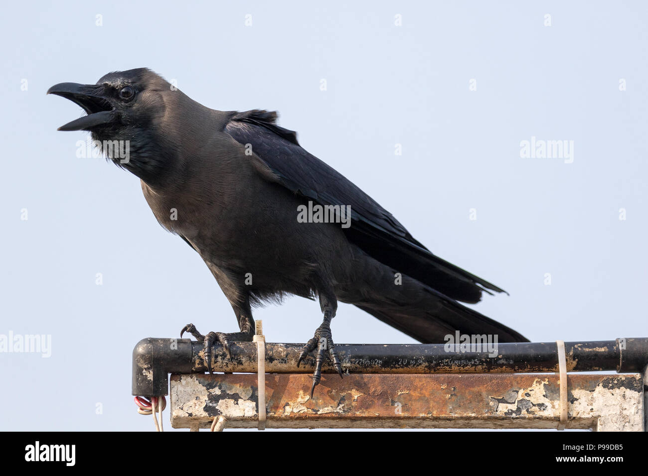 The house crow (Corvus splendens), also known as the Indian, greynecked ...