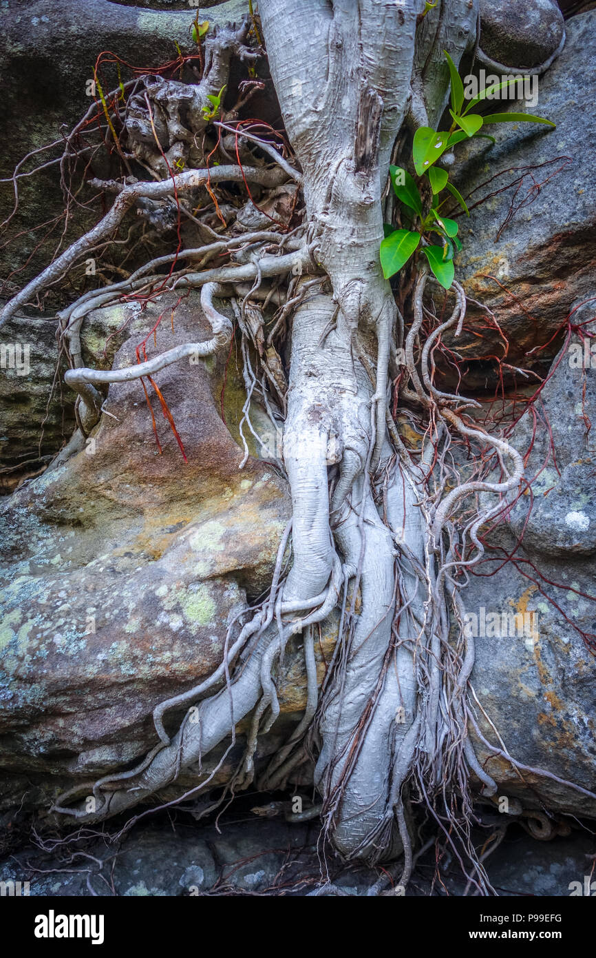 Roots rocks australia hi-res stock photography and images - Alamy