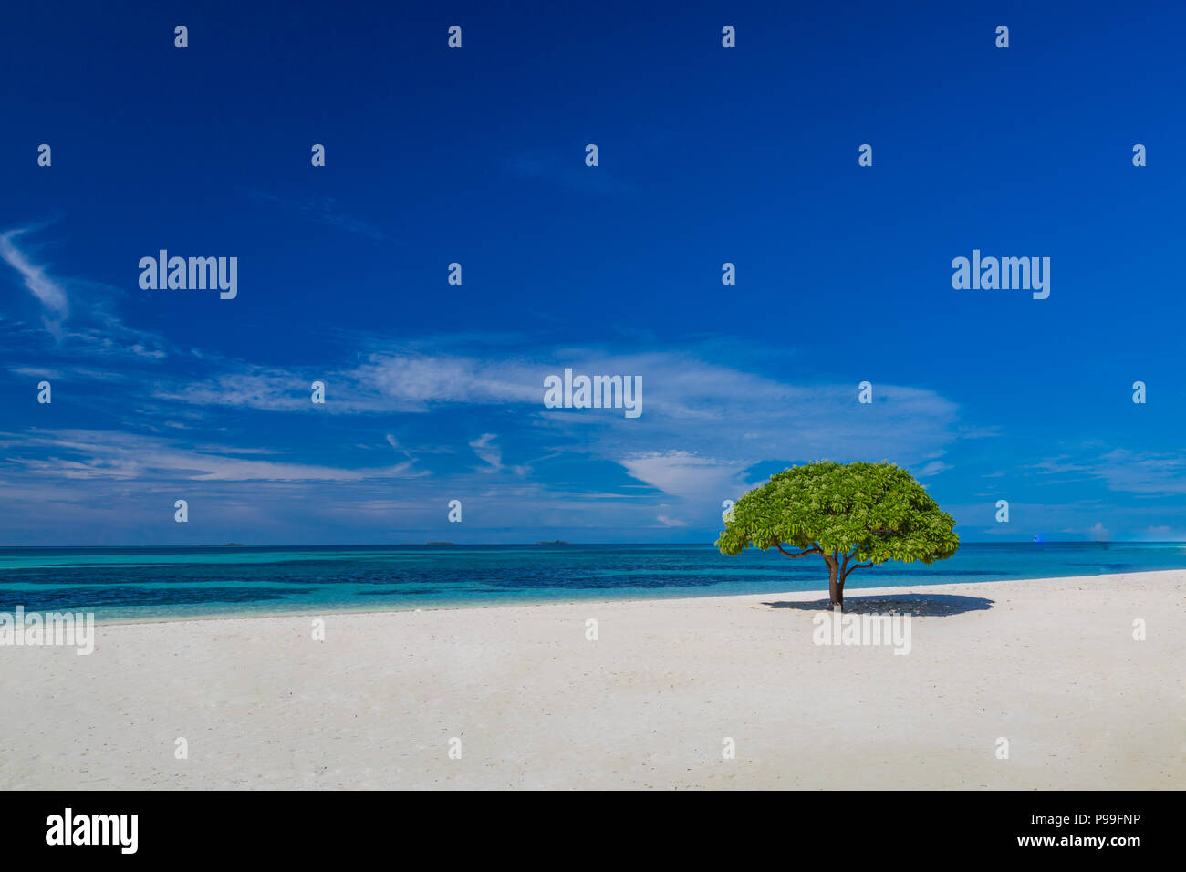 Small tree on beach, tropical landscape with small green tree under ...