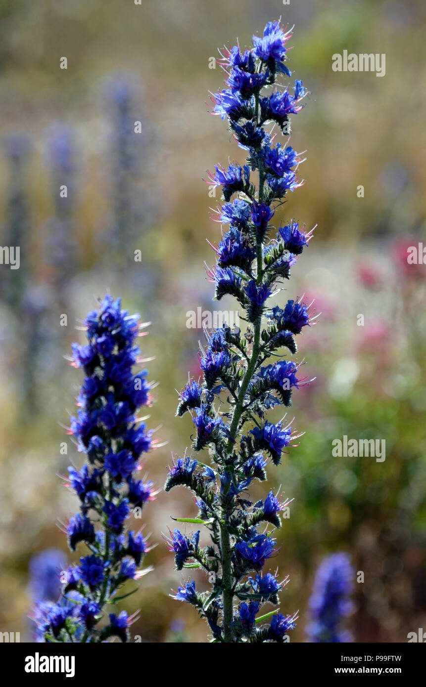 Vipers bugloss echium vulgare hi-res stock photography and images - Alamy
