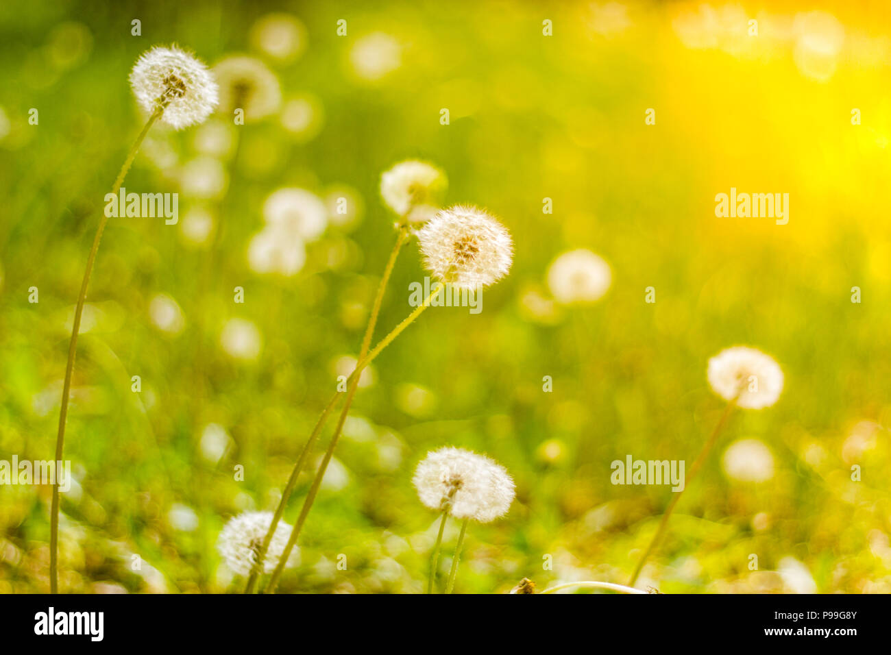 Beautiful dandelion flowers in spring sunlight, close-up nature ...