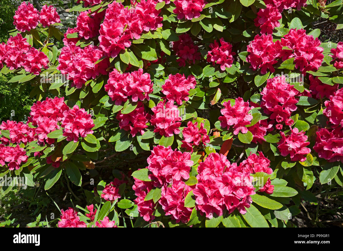 Shrubs pink rhododendron shrub hi-res stock photography and images - Alamy
