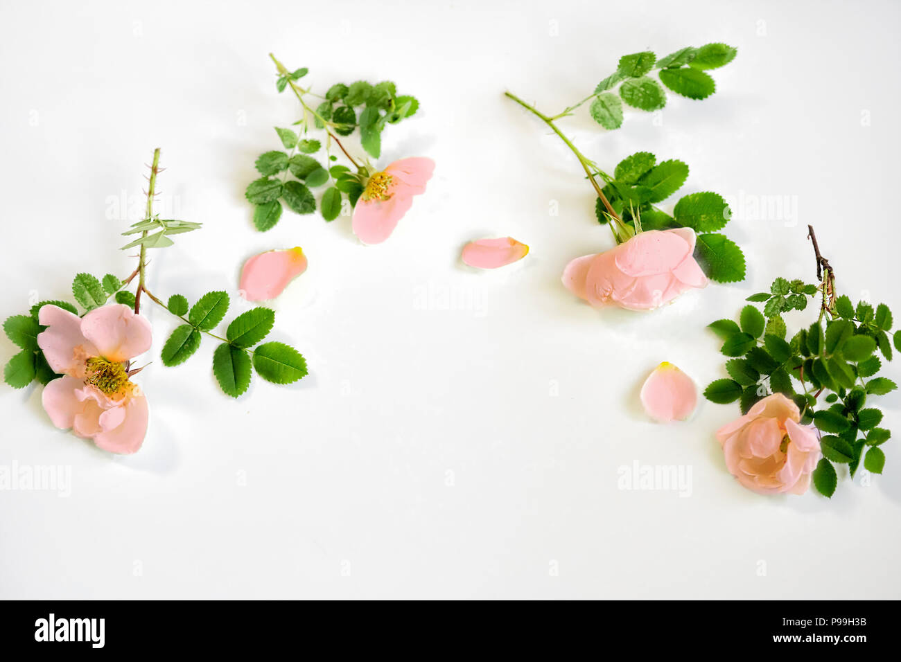 White rose with leaves hi-res stock photography and images - Alamy