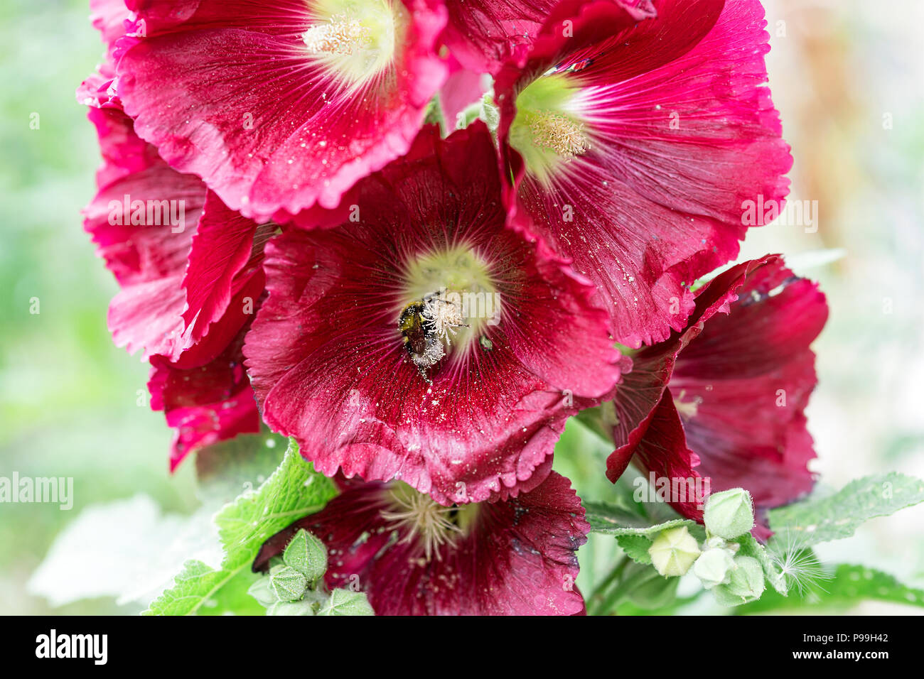 pink Malva, plants in the botanical garden, Malvaceae, Bumblebee ...