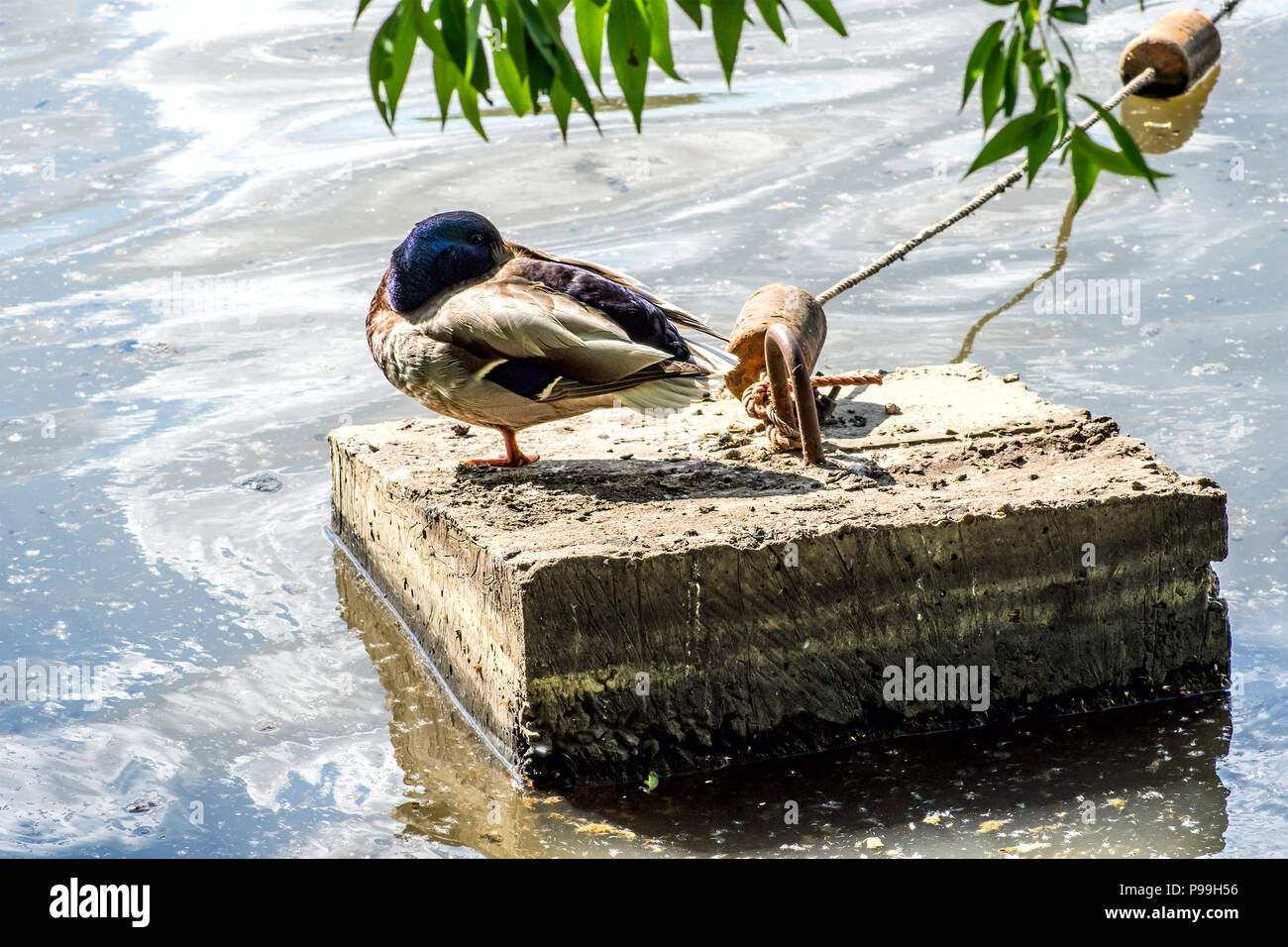 Big Duck High Resolution Stock Photography and Images - Alamy