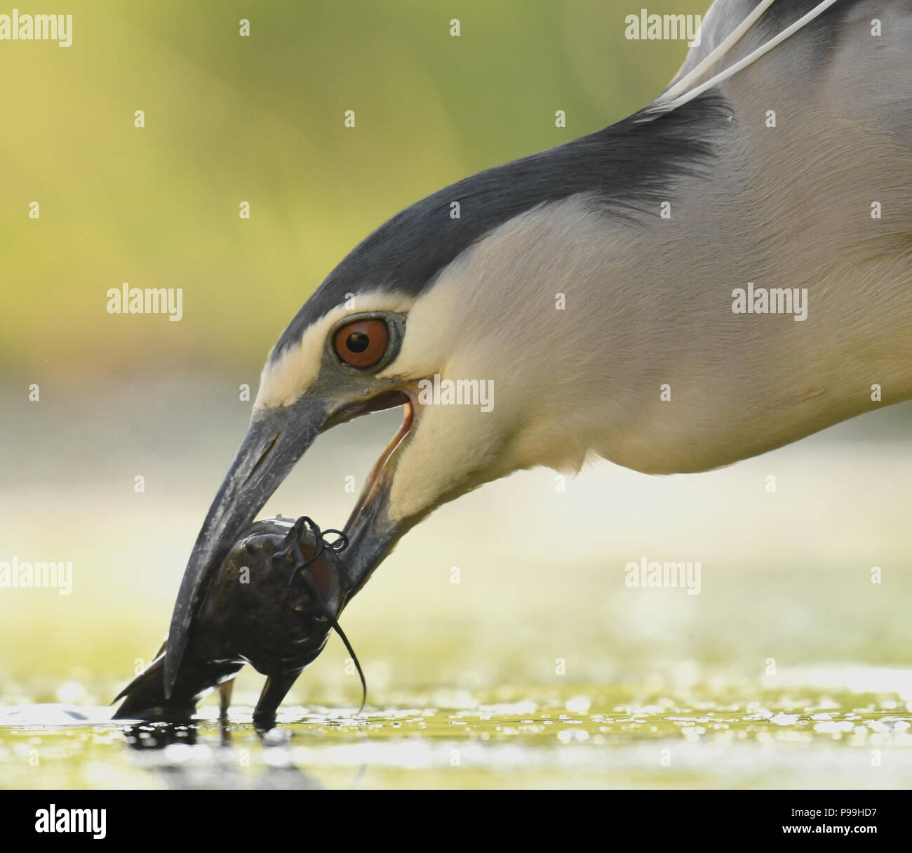 Black crowned night heron catching fish hi-res stock photography and ...