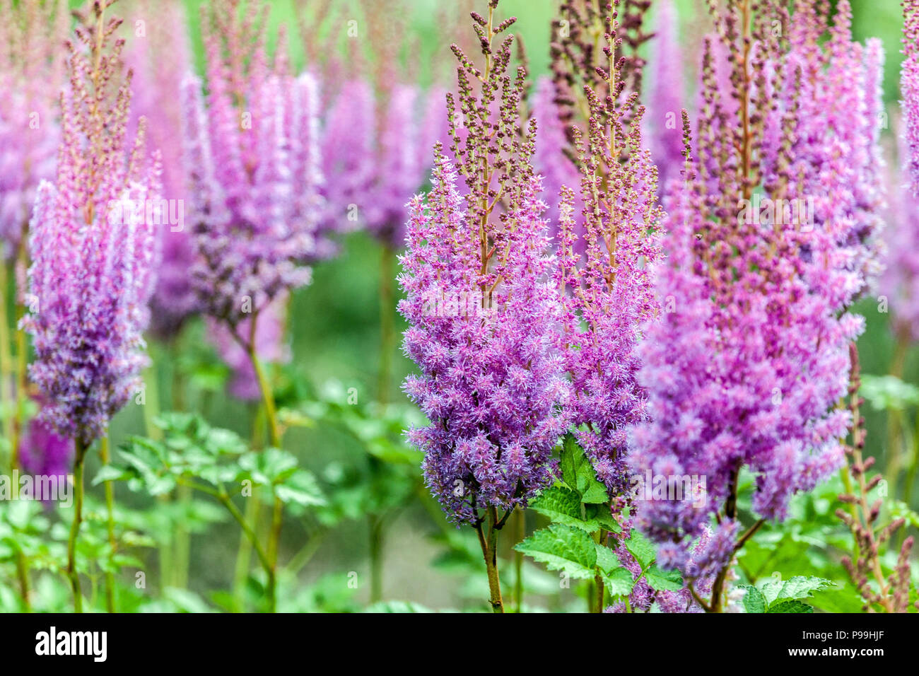 Purple Astilbe chinensis " Superba Stock Photo - Alamy