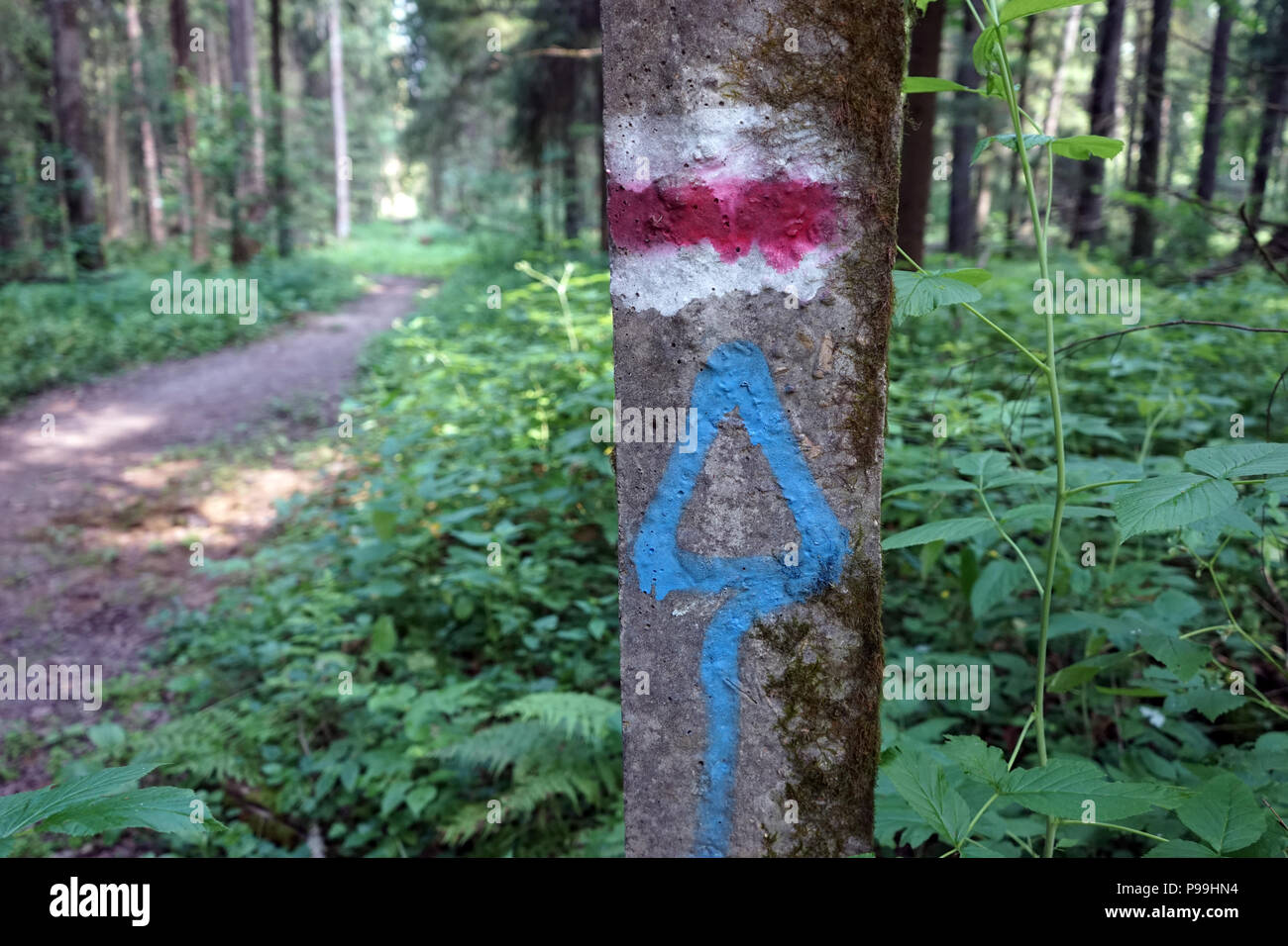 Mark of hiking trail in the forest Stock Photo - Alamy