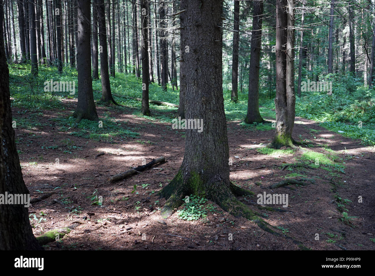 Trees in the forest Stock Photo - Alamy