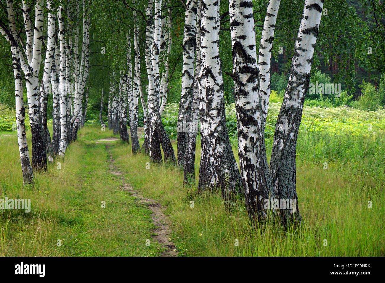 Birch alley in Russia Stock Photo - Alamy