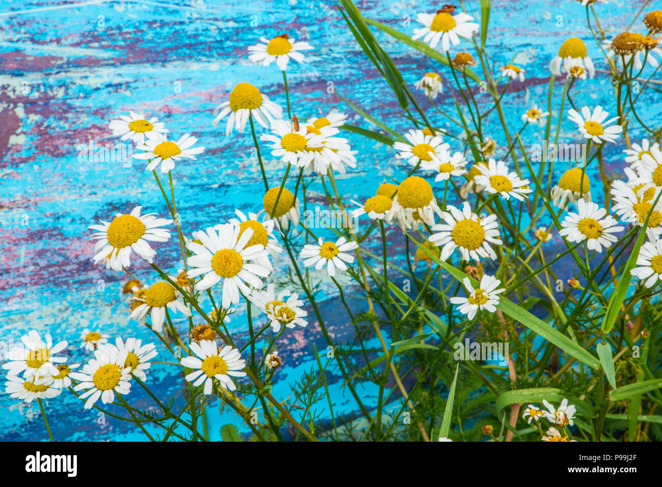 Wild daisies in front of bright blue textured background Stock Photo ...