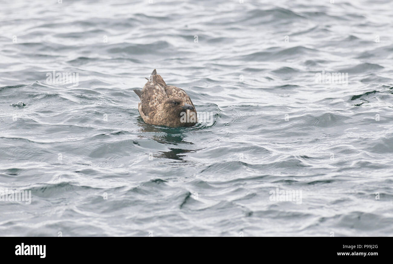 Adult bonxie or great skua (Catharacta skua) swimming in the sea off ...